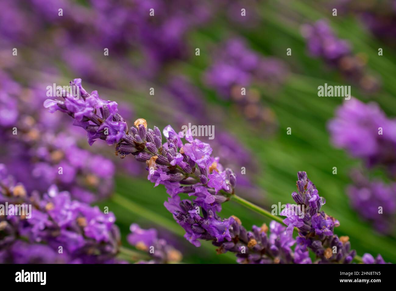 photo of beautiful lavender flowers Stock Photo - Alamy