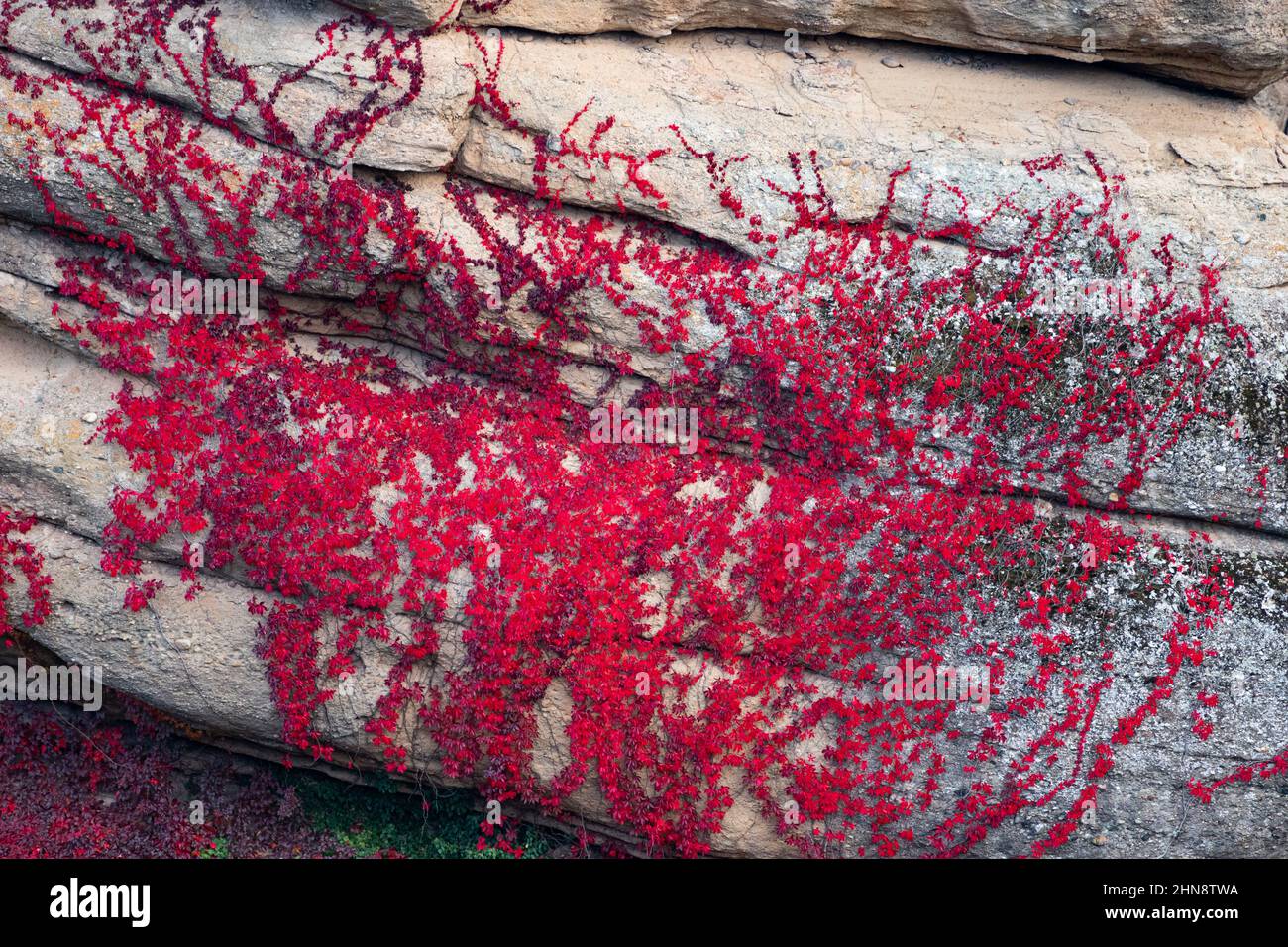 Red ivy climbing on a rock. Autumn season and flora concept Stock Photo ...