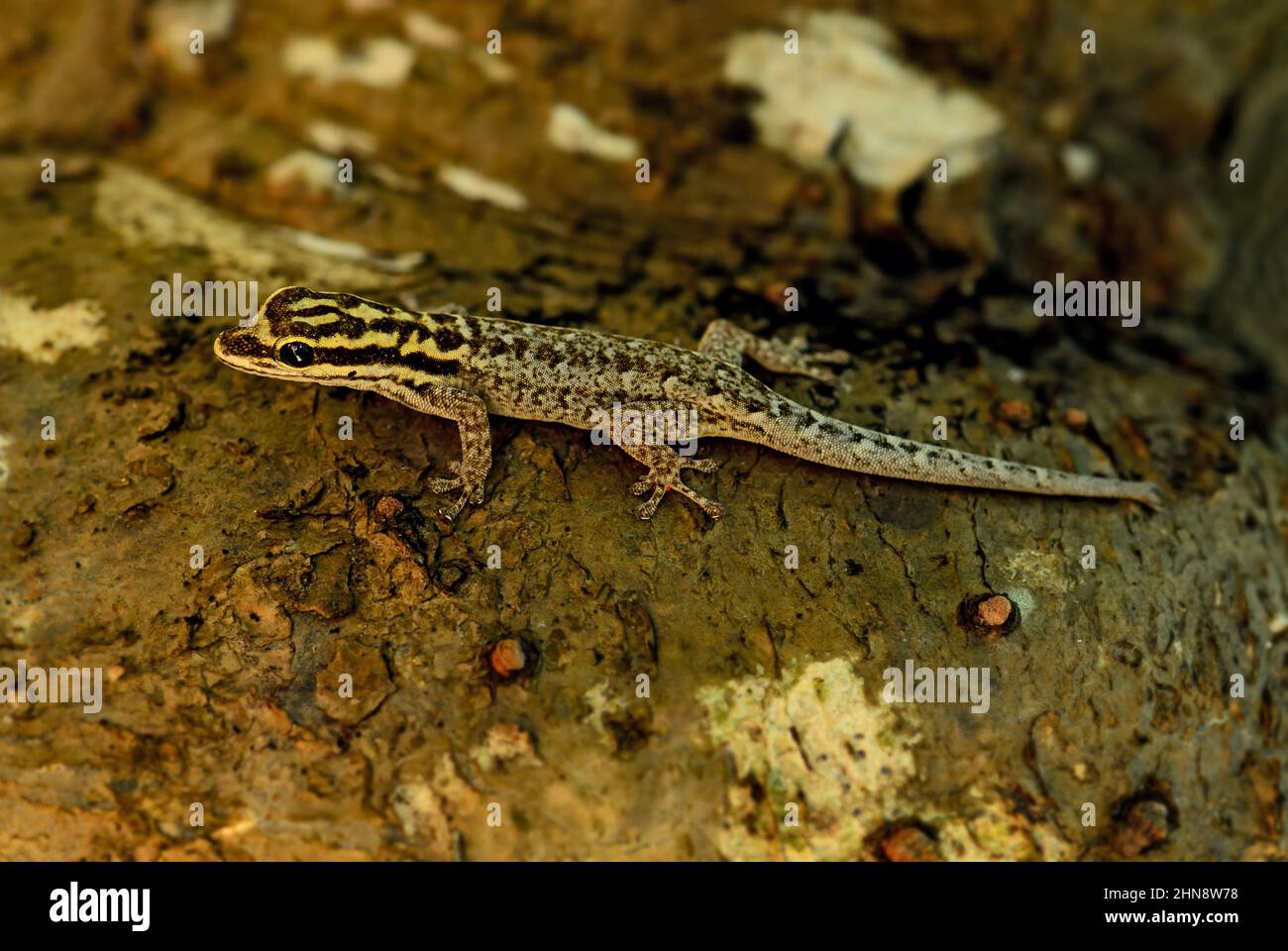 African gecko - Lygodactylus mombasicus, beautiful colored small lizard ...