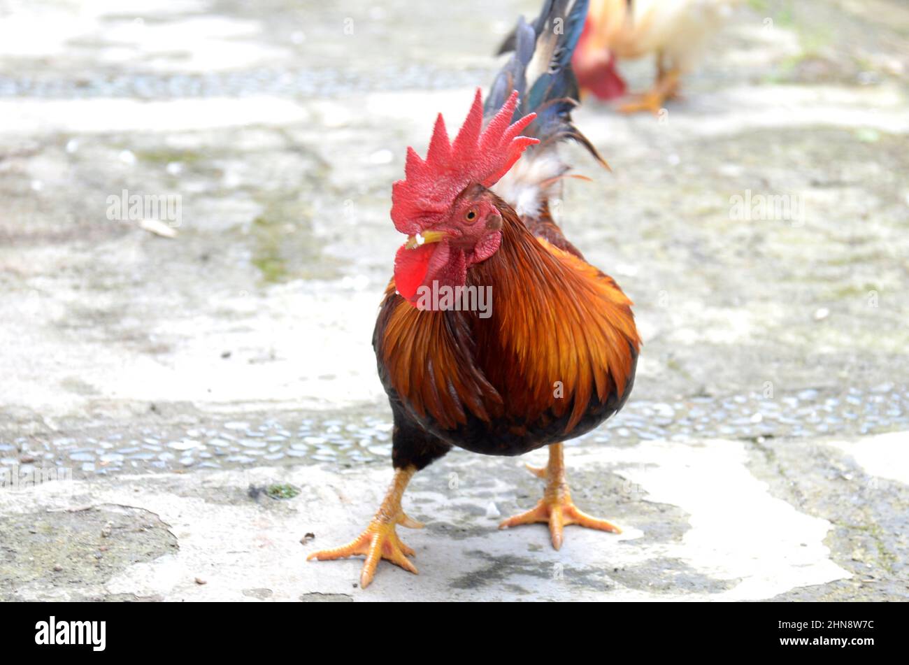 roaster Chicken in the backyard Stock Photo - Alamy