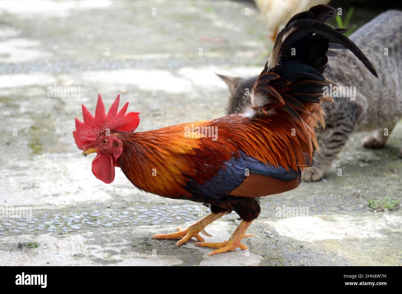roaster Chicken in the backyard Stock Photo - Alamy