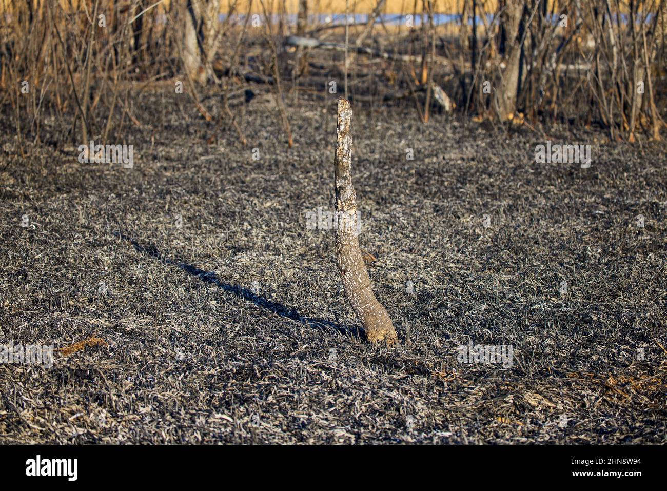 plant debris left over from a vegetation fire Stock Photo - Alamy