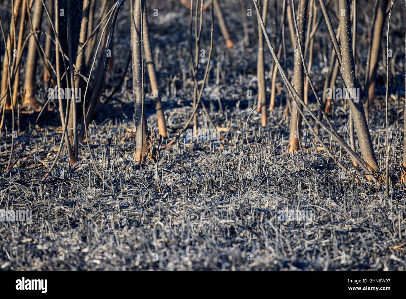 plant debris left over from a vegetation fire Stock Photo - Alamy