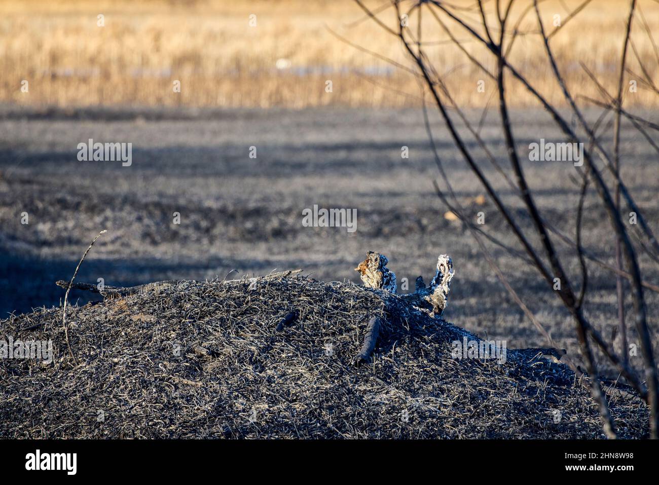 plant debris left over from a vegetation fire Stock Photo - Alamy