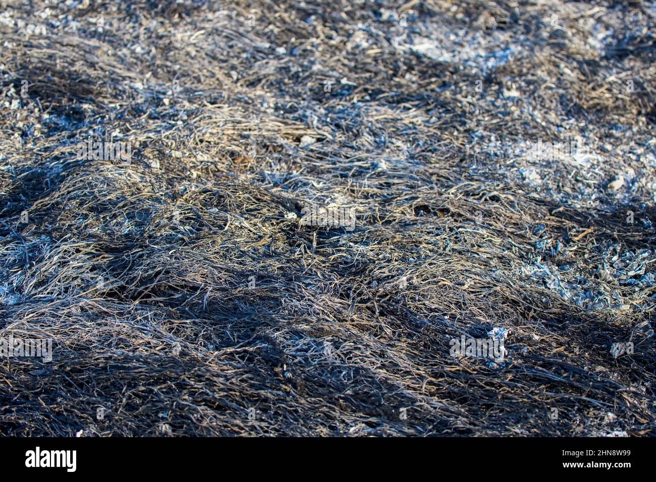 plant debris left over from a vegetation fire Stock Photo - Alamy