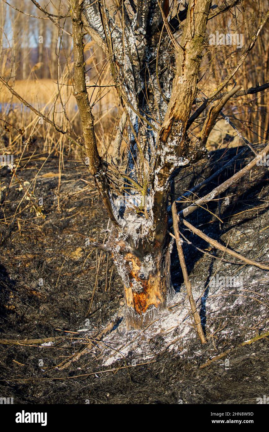 plant debris left over from a vegetation fire Stock Photo - Alamy