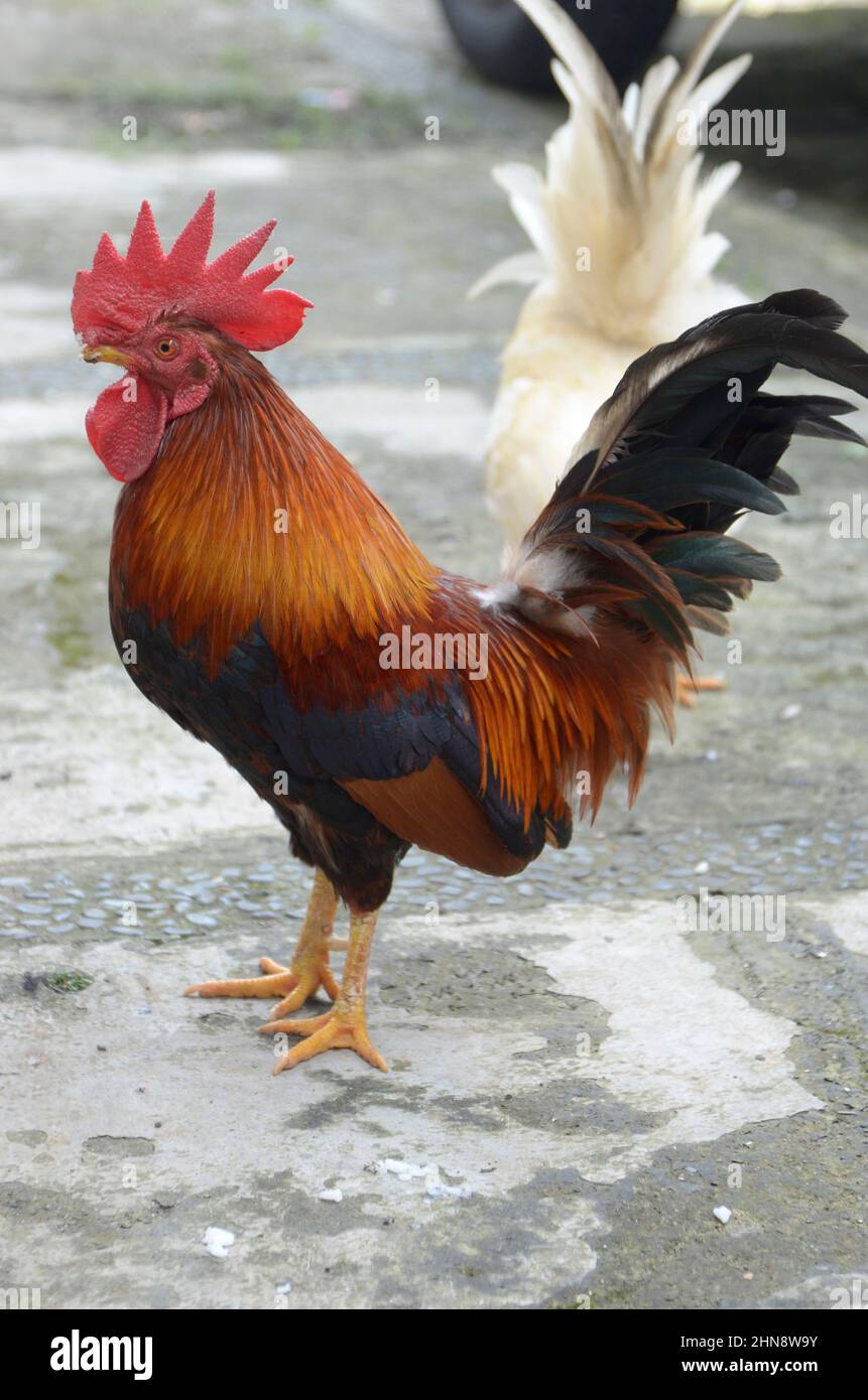 roaster Chicken in the backyard Stock Photo - Alamy