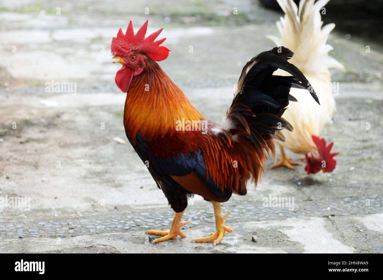 Roaster chicken hi-res stock photography and images - Alamy