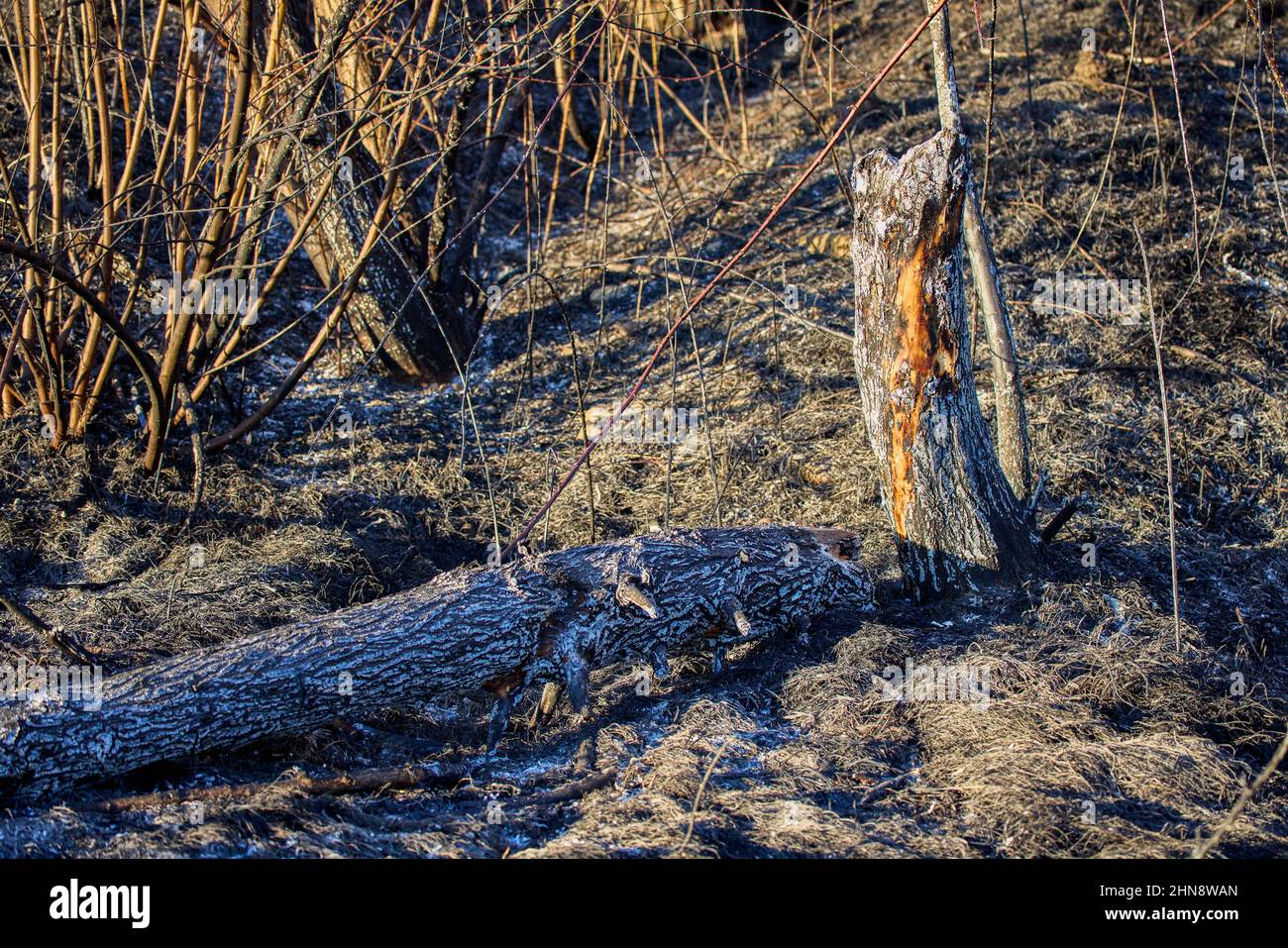 plant debris left over from a vegetation fire Stock Photo - Alamy