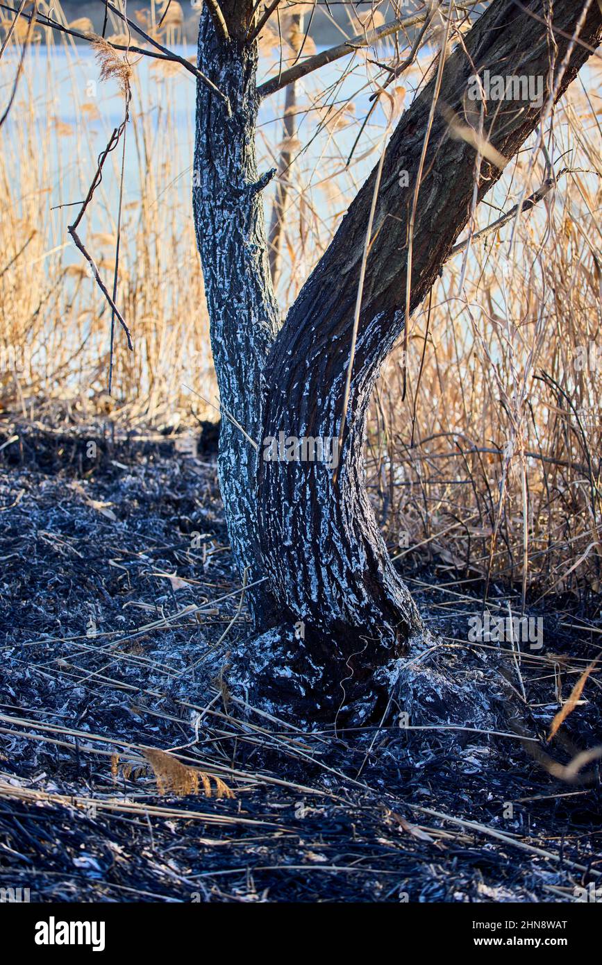 plant debris left over from a vegetation fire Stock Photo - Alamy