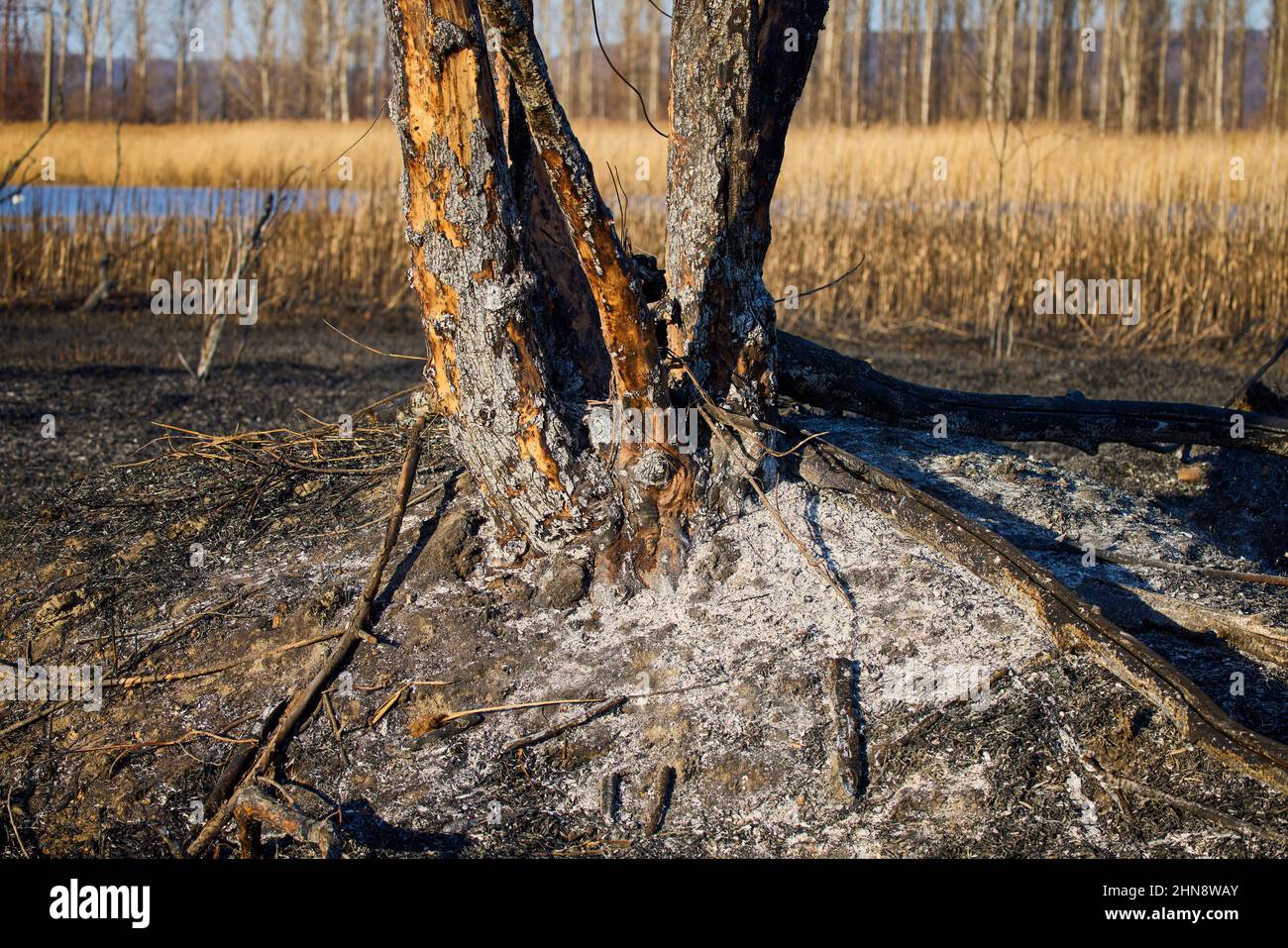 plant debris left over from a vegetation fire Stock Photo - Alamy