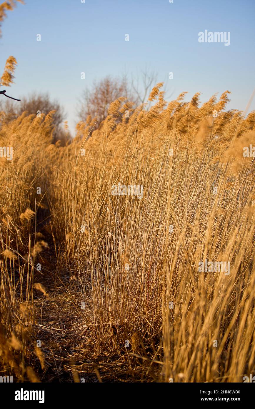 Reed stems on river bank hi-res stock photography and images - Alamy