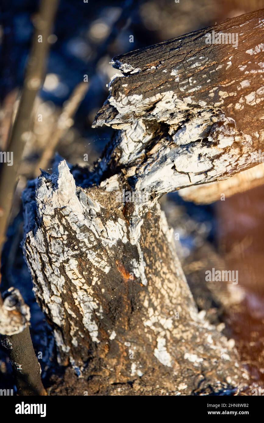 plant debris left over from a vegetation fire Stock Photo - Alamy