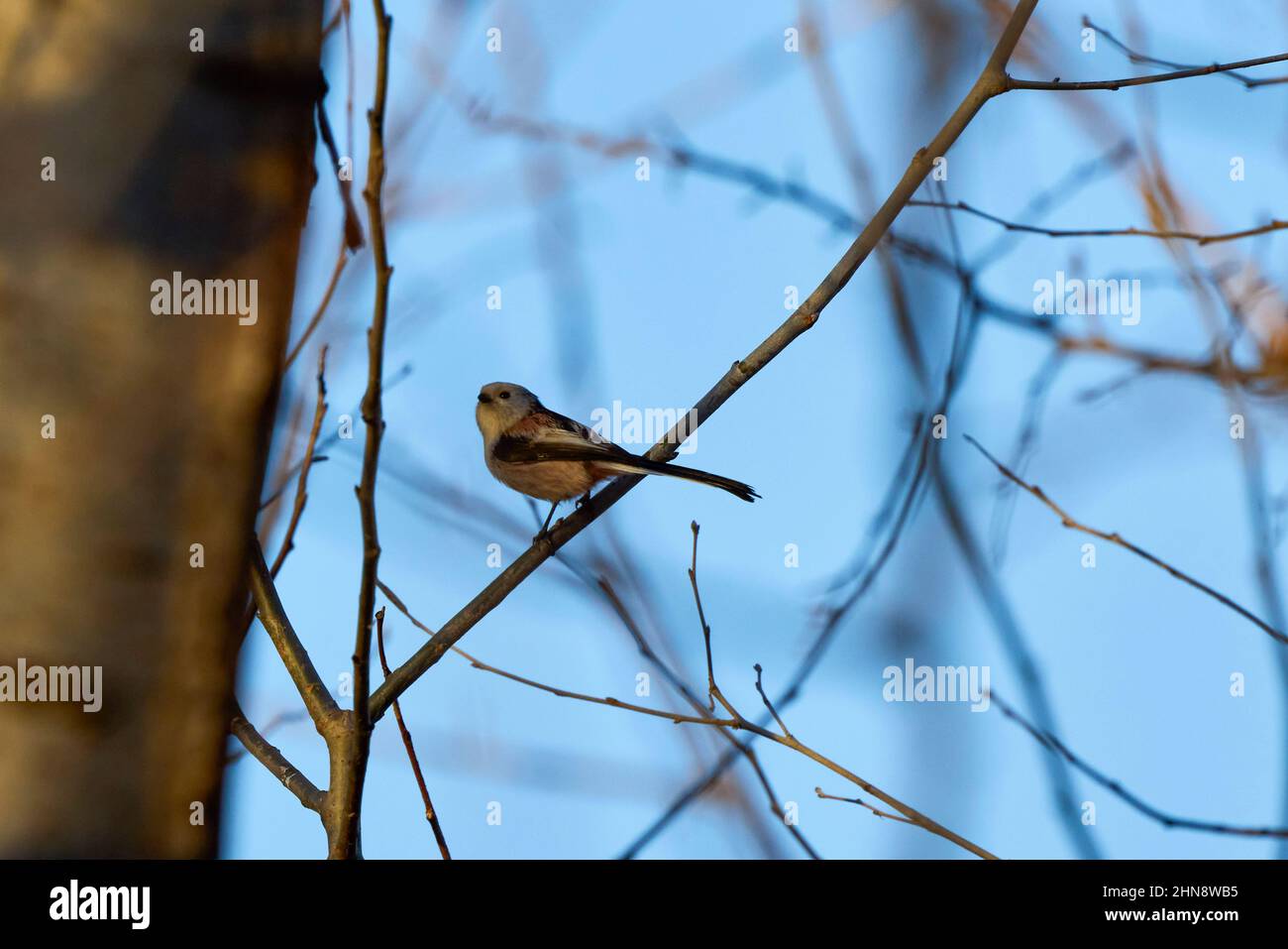 beautiful birds on the branch of a tree Stock Photo - Alamy