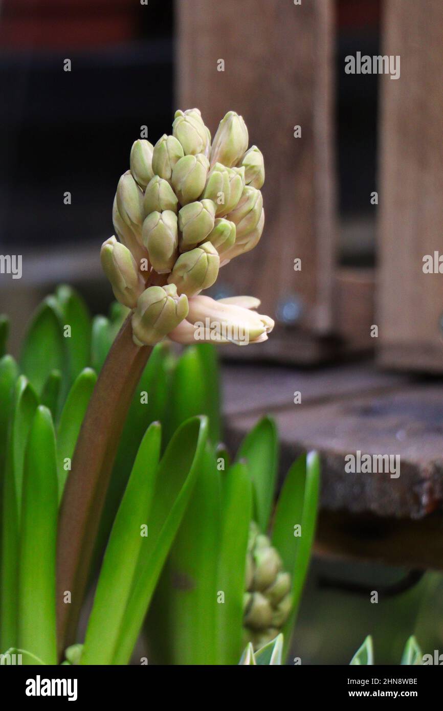 Flower bulbs planting hi-res stock photography and images - Alamy