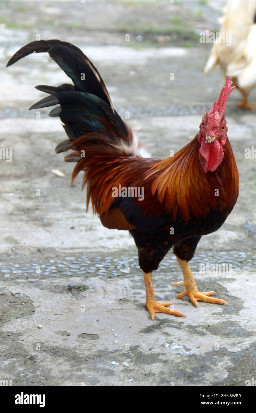 roaster Chicken in the backyard Stock Photo - Alamy