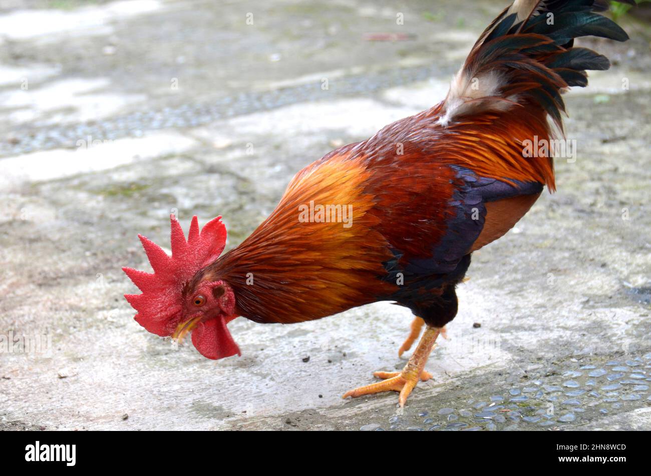 roaster Chicken in the backyard Stock Photo - Alamy