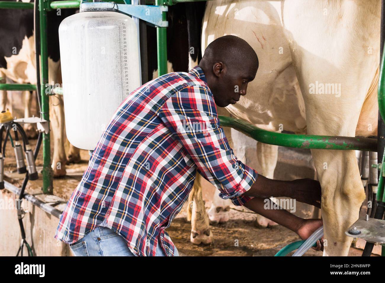 African farmer milking cows hi-res stock photography and images - Alamy