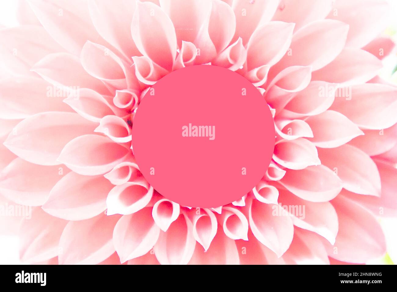 Pink Color Flower Front view Background texture. Blank Space for text ...