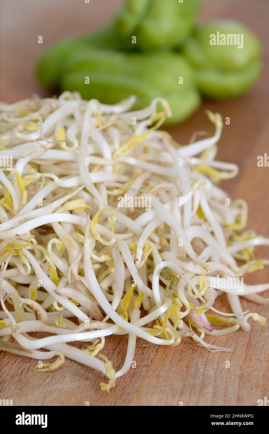 The mung bean sprouts, or toge, asian vegetable Stock Photo - Alamy