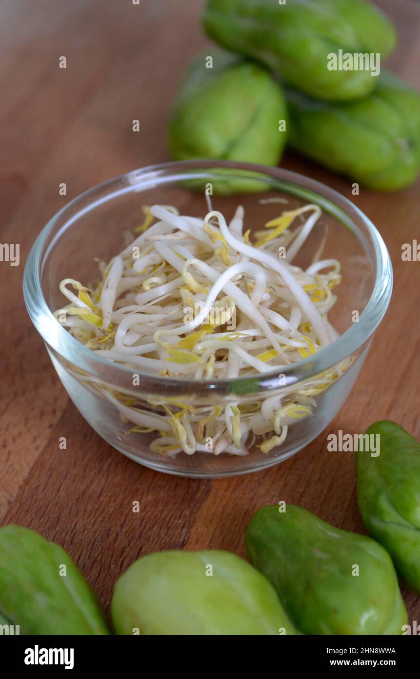 The mung bean sprouts, or toge, asian vegetable Stock Photo - Alamy