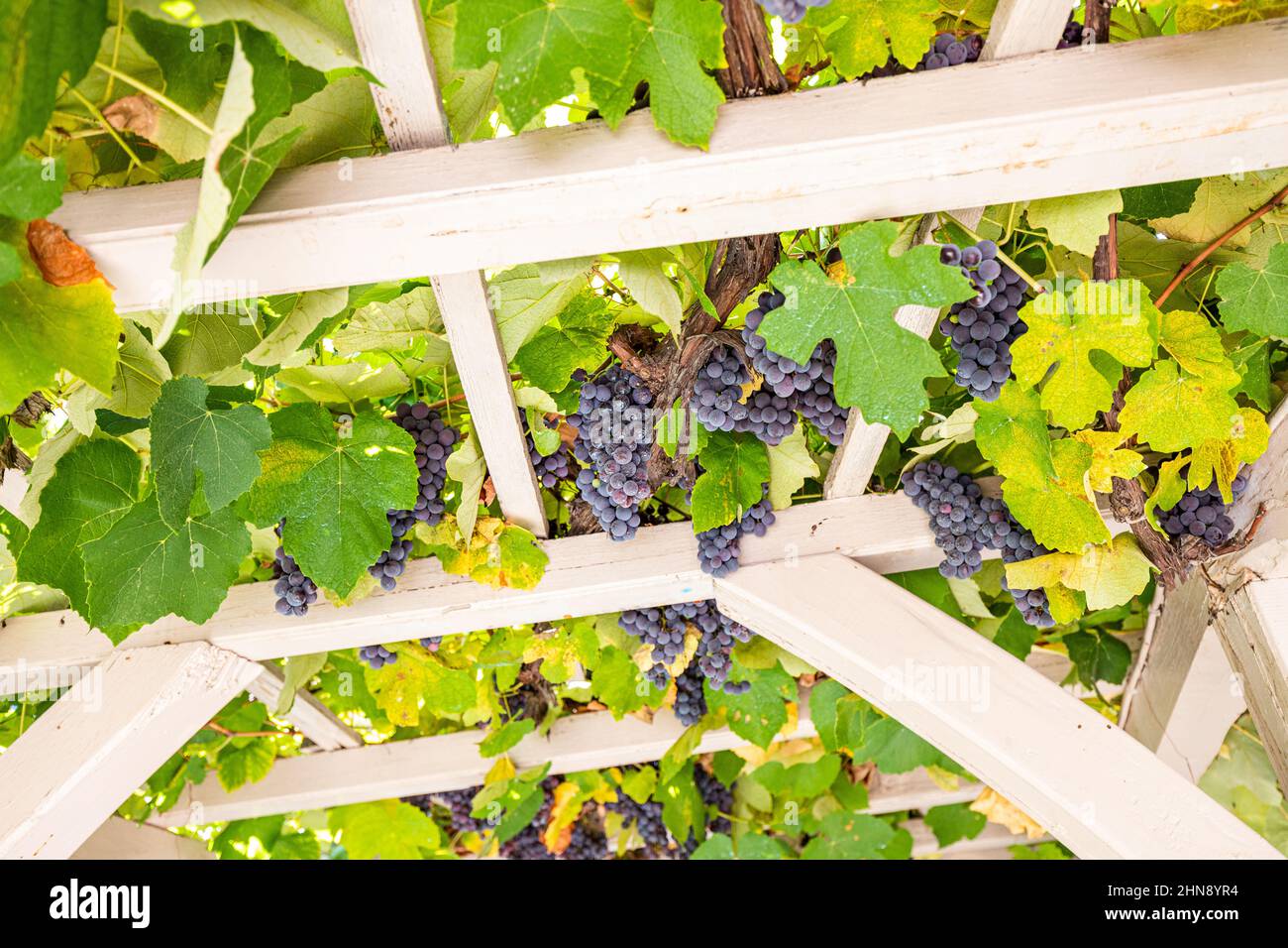 Grape plant with ripe dark fruits growing on a pergola or canopy in the ...