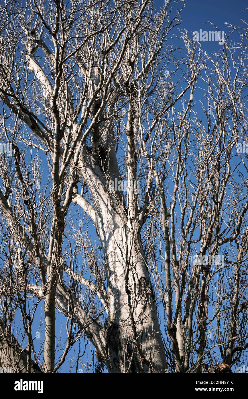 Tree without leaves hi-res stock photography and images - Alamy
