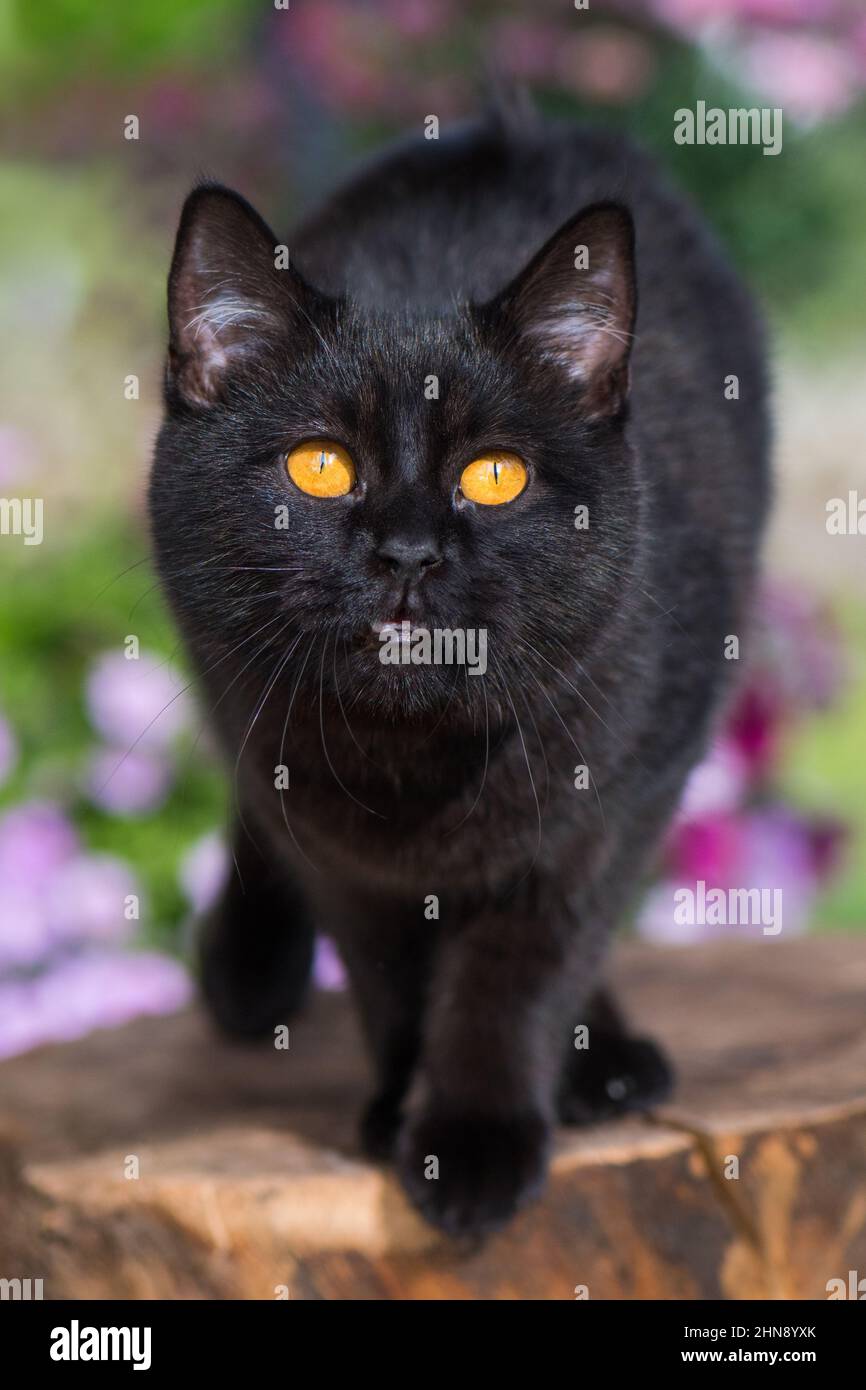 Black british shorthair hi-res stock photography and images - Alamy