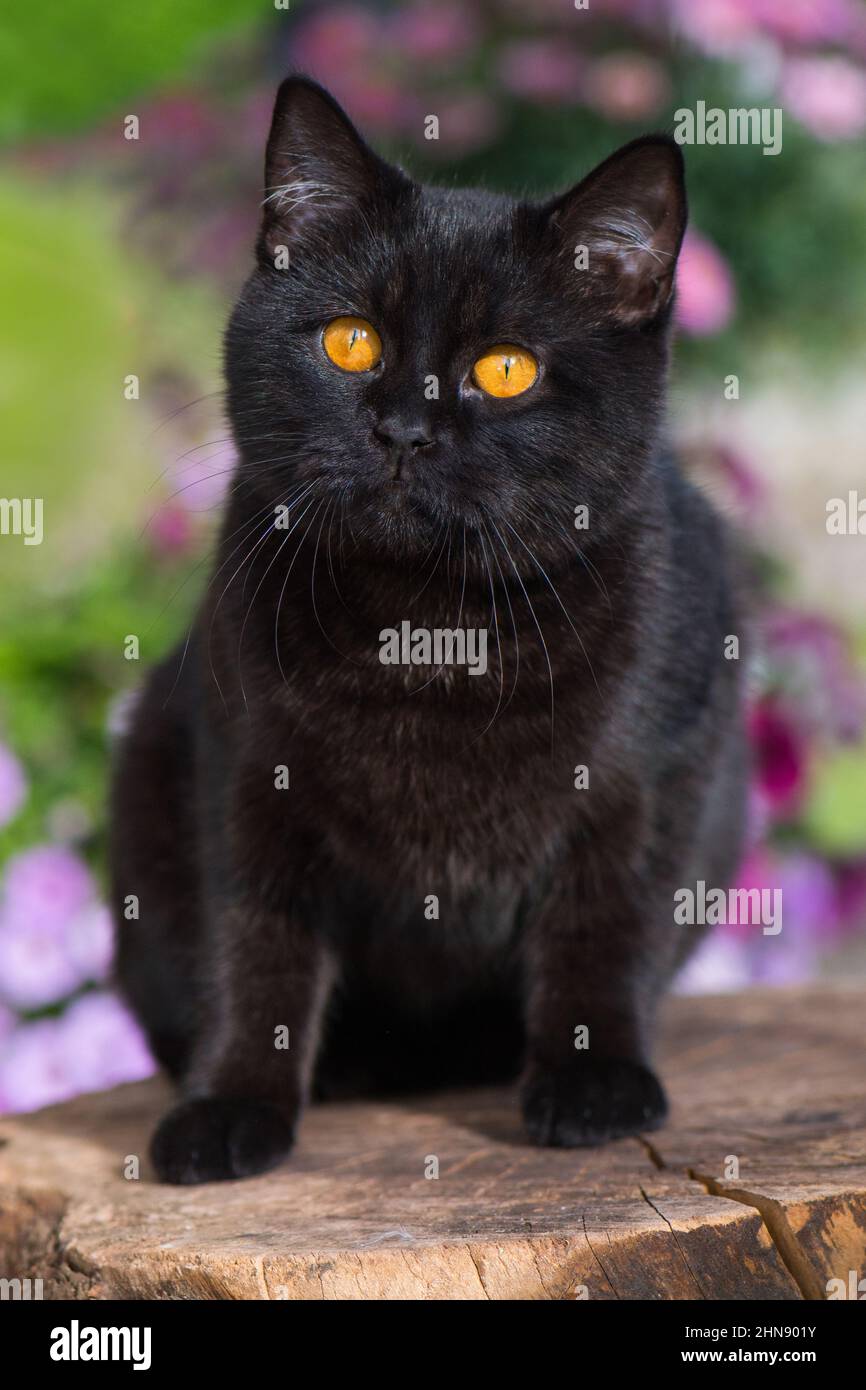 Black British Shorthair Green Eyes