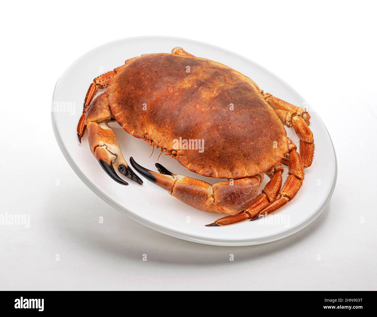 Cooked crab isolated on white background Stock Photo - Alamy