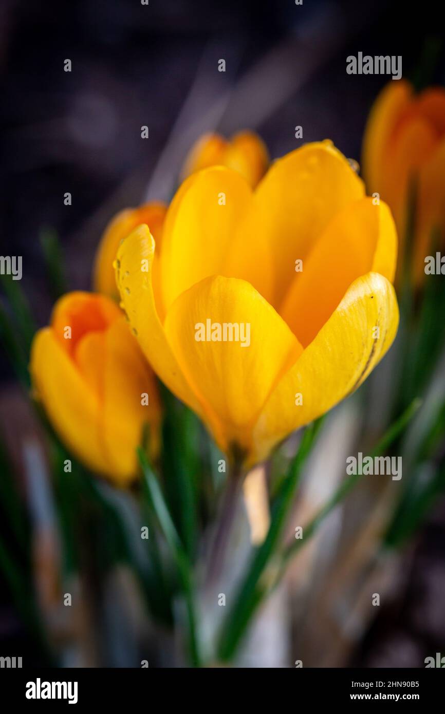 Hardy yellow crocus hi-res stock photography and images - Alamy