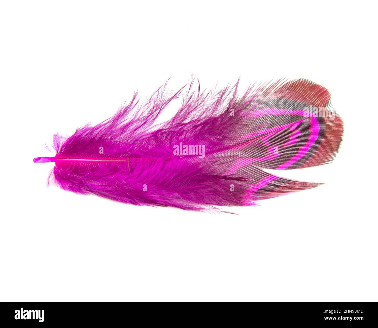 Elegant pink pheasant feather isolated on the white background Stock ...