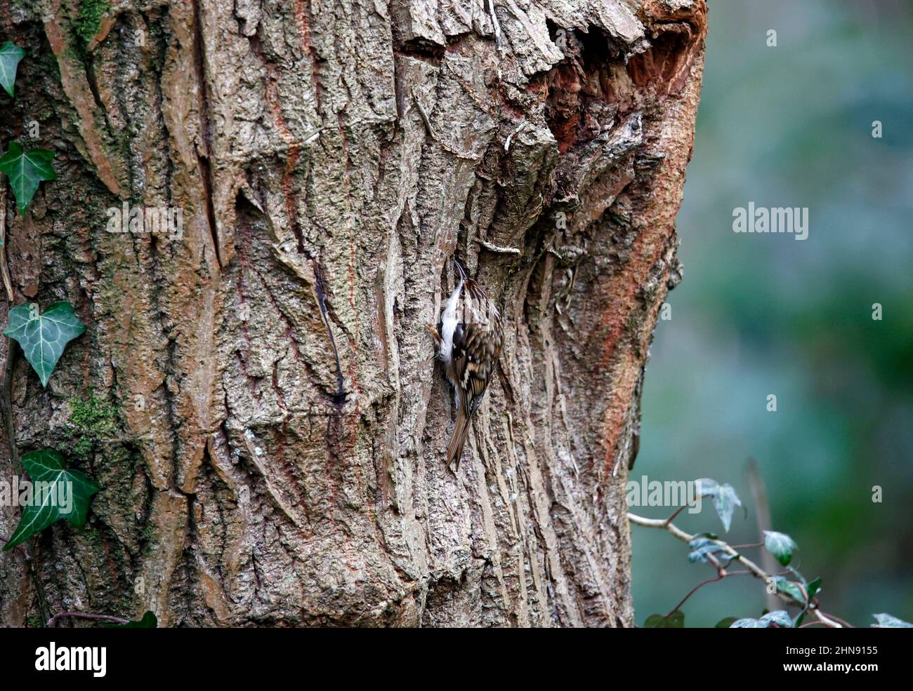 Treecreeper foraging for insects in the bark of a tree Stock Photo - Alamy