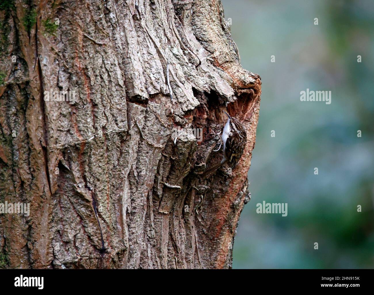 Treecreeper foraging for insects in the bark of a tree Stock Photo - Alamy