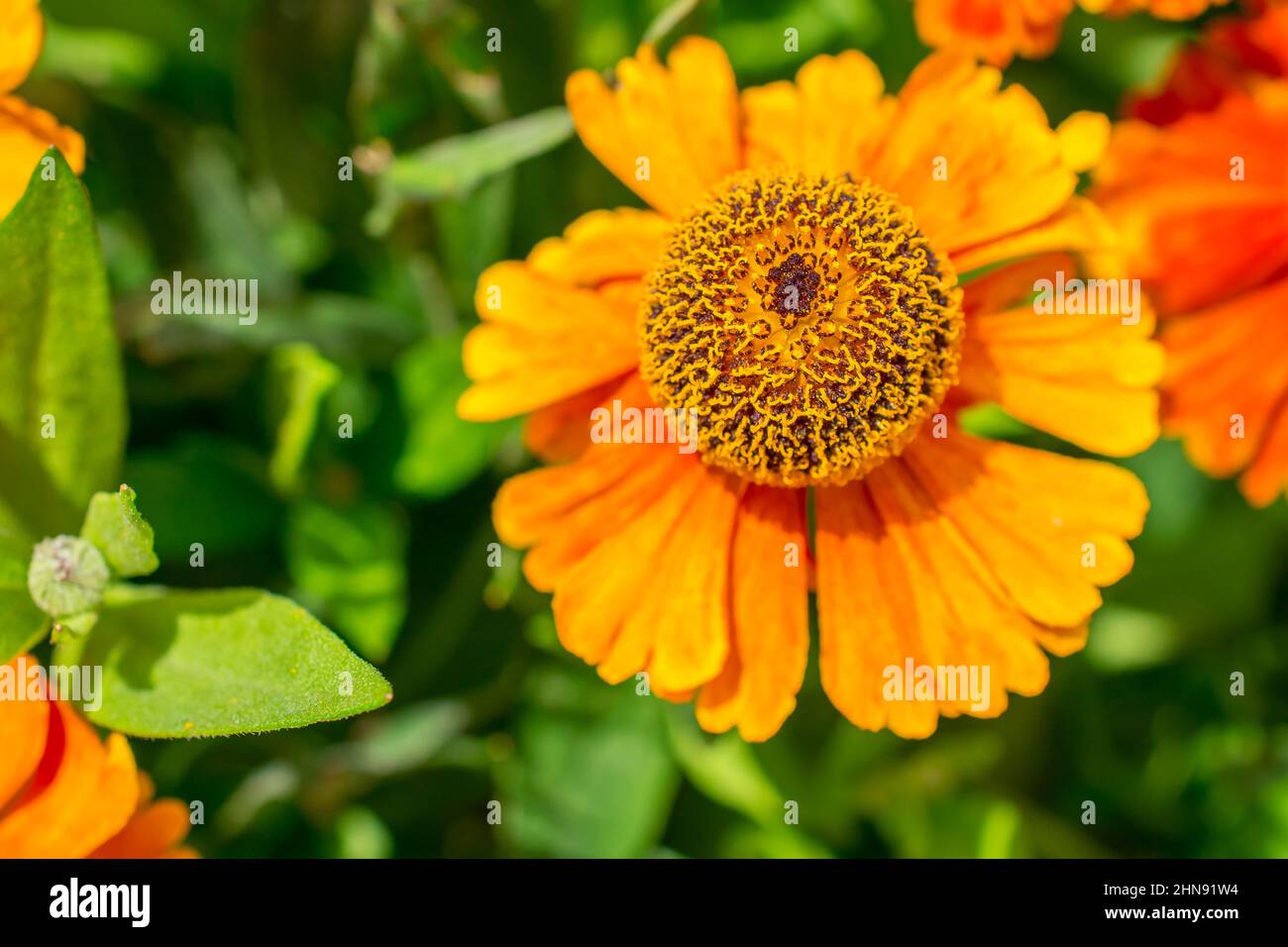 photo of beautiful summer flowers Stock Photo - Alamy