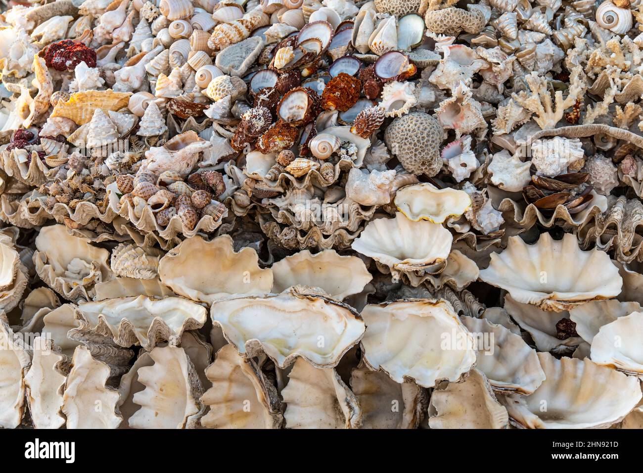 Seashells background. Sea shells as souvenirs for tourists for sale ...