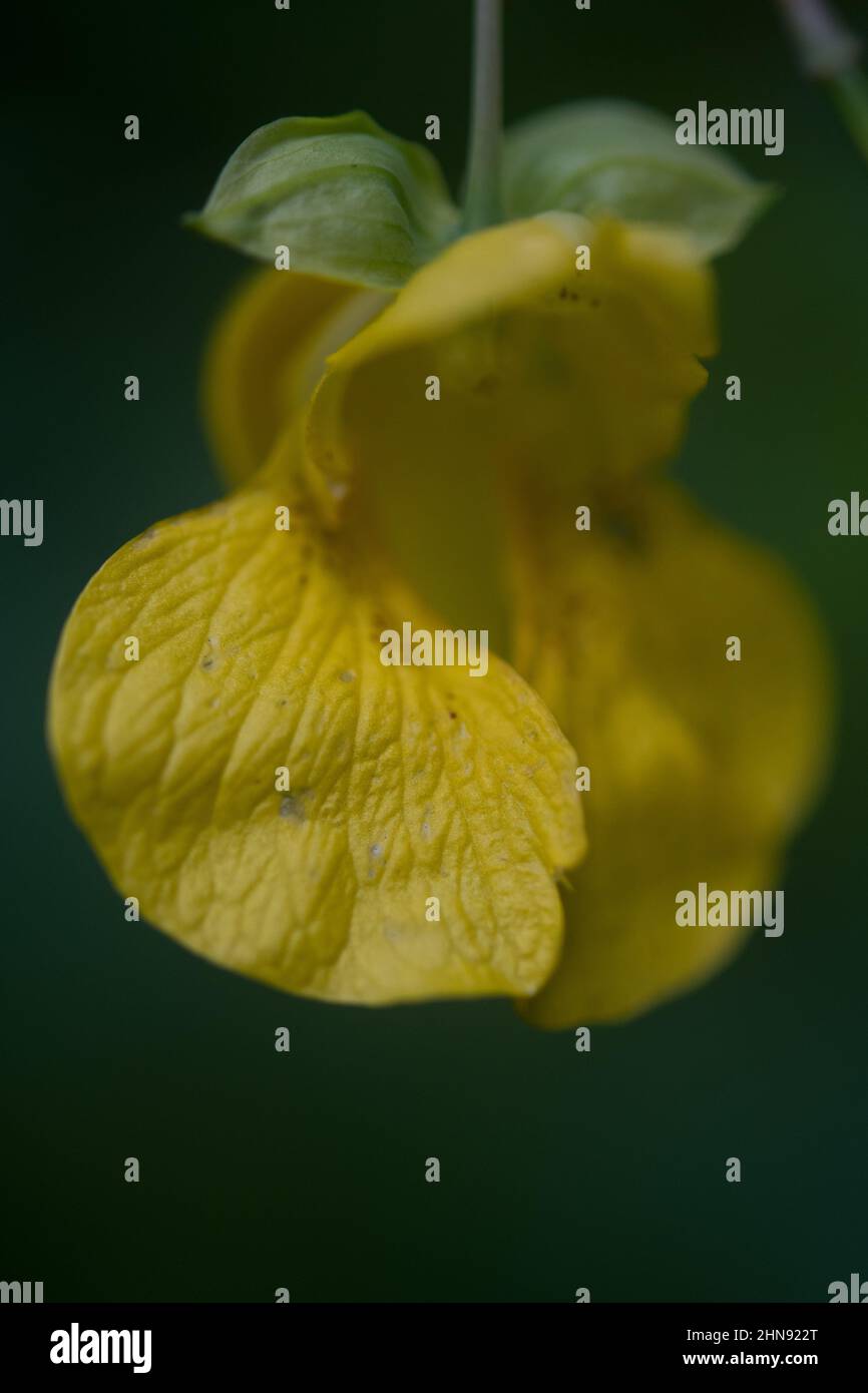 Close up of a yellow jewelweed flower in a garden in New York Stock ...