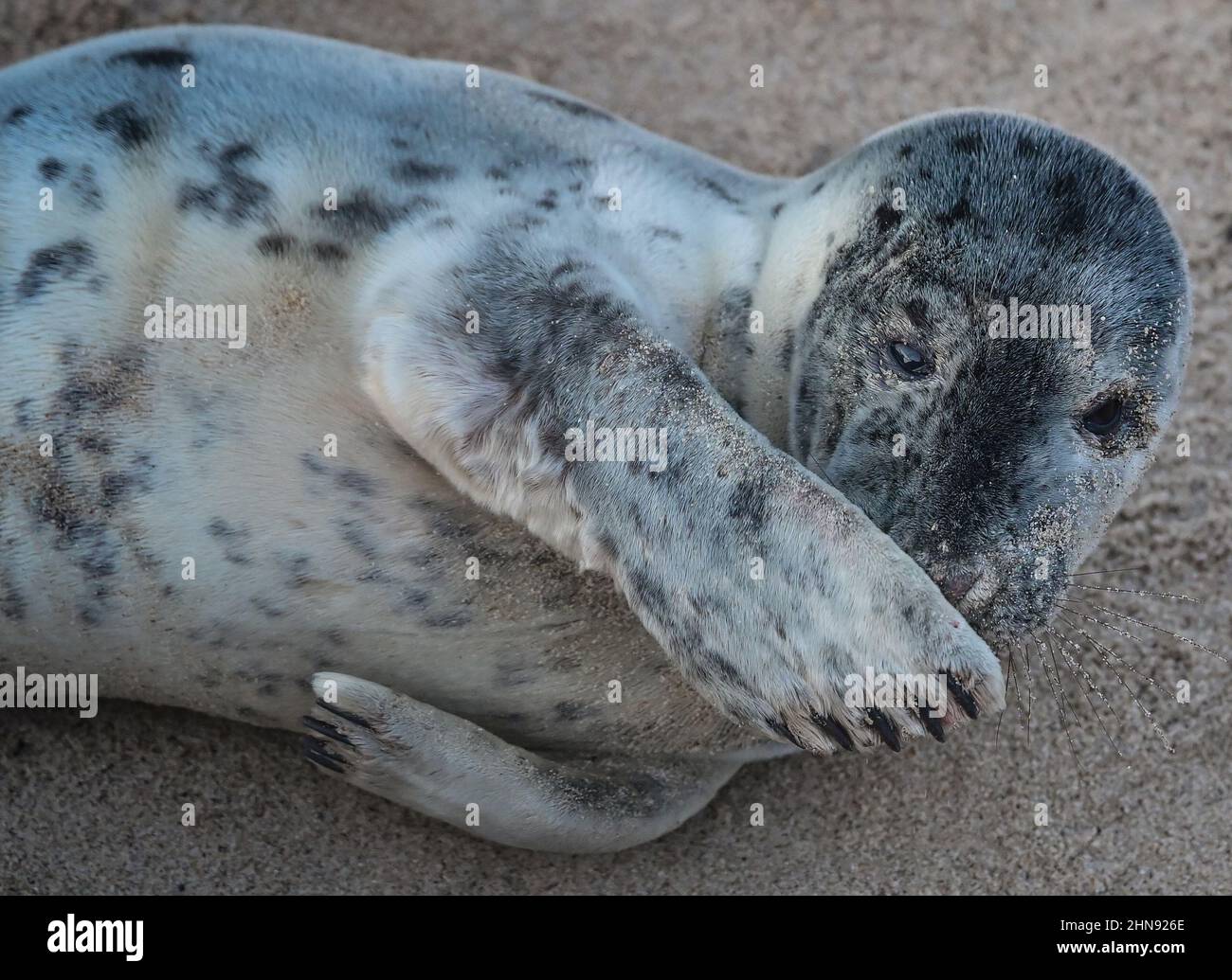 Agger, Denmark. 01st Feb, 2022. A grey seal (Halichoerus grypus) lies ...