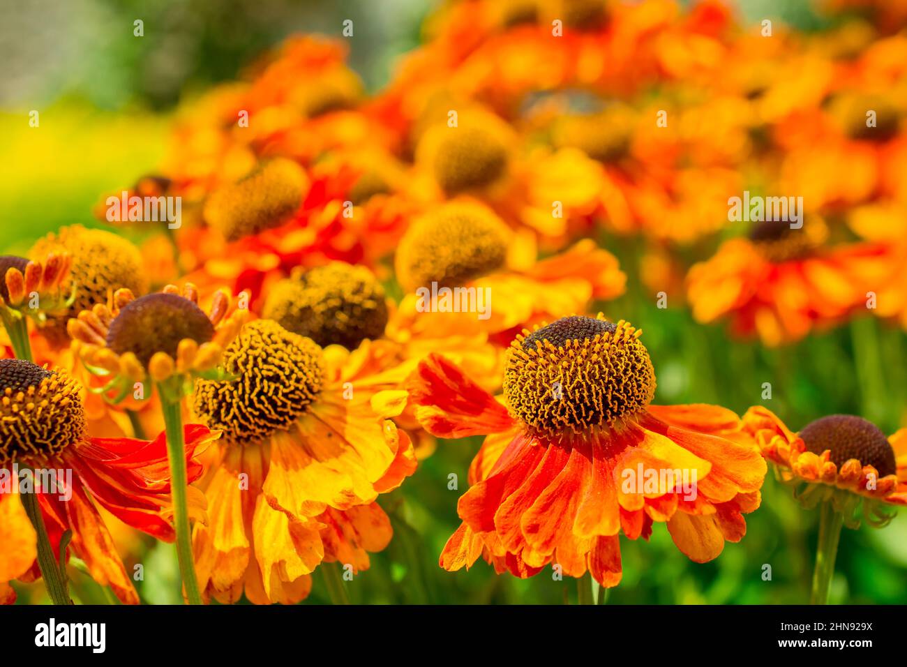 photo of beautiful summer flowers Stock Photo - Alamy