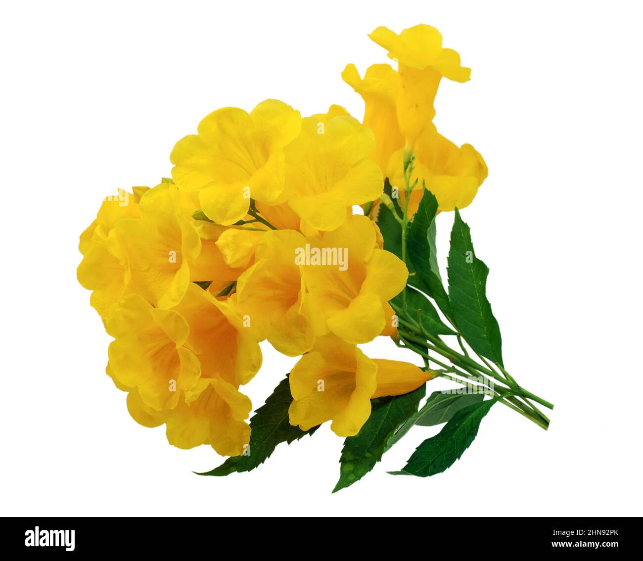 Tecoma stans flower isolated on white background Stock Photo - Alamy