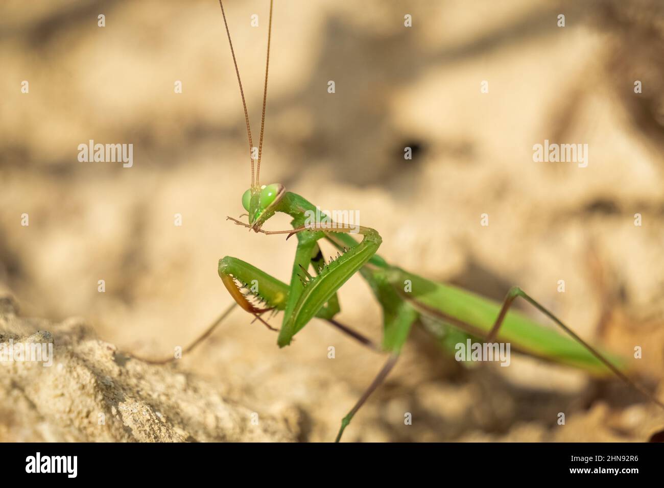 Mantis antenna hi-res stock photography and images - Alamy