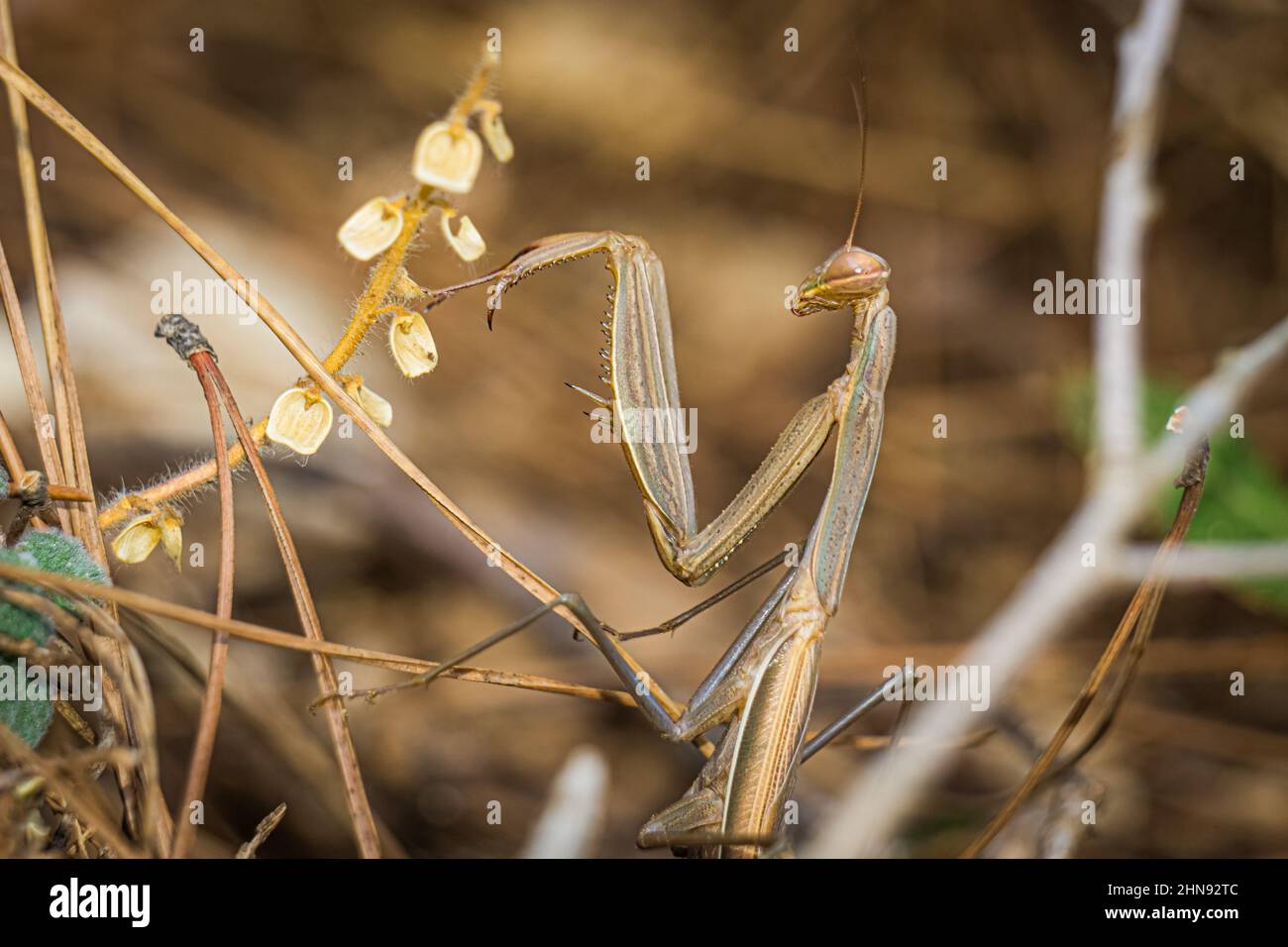 Mantis and macro hi-res stock photography and images - Alamy