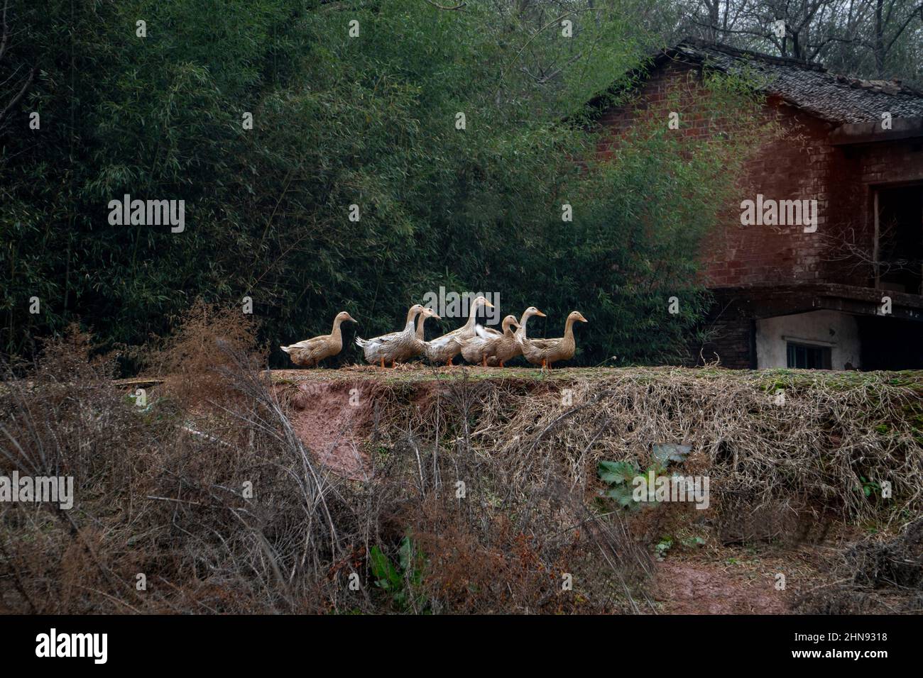 Ducks raised in rural areas Stock Photo - Alamy
