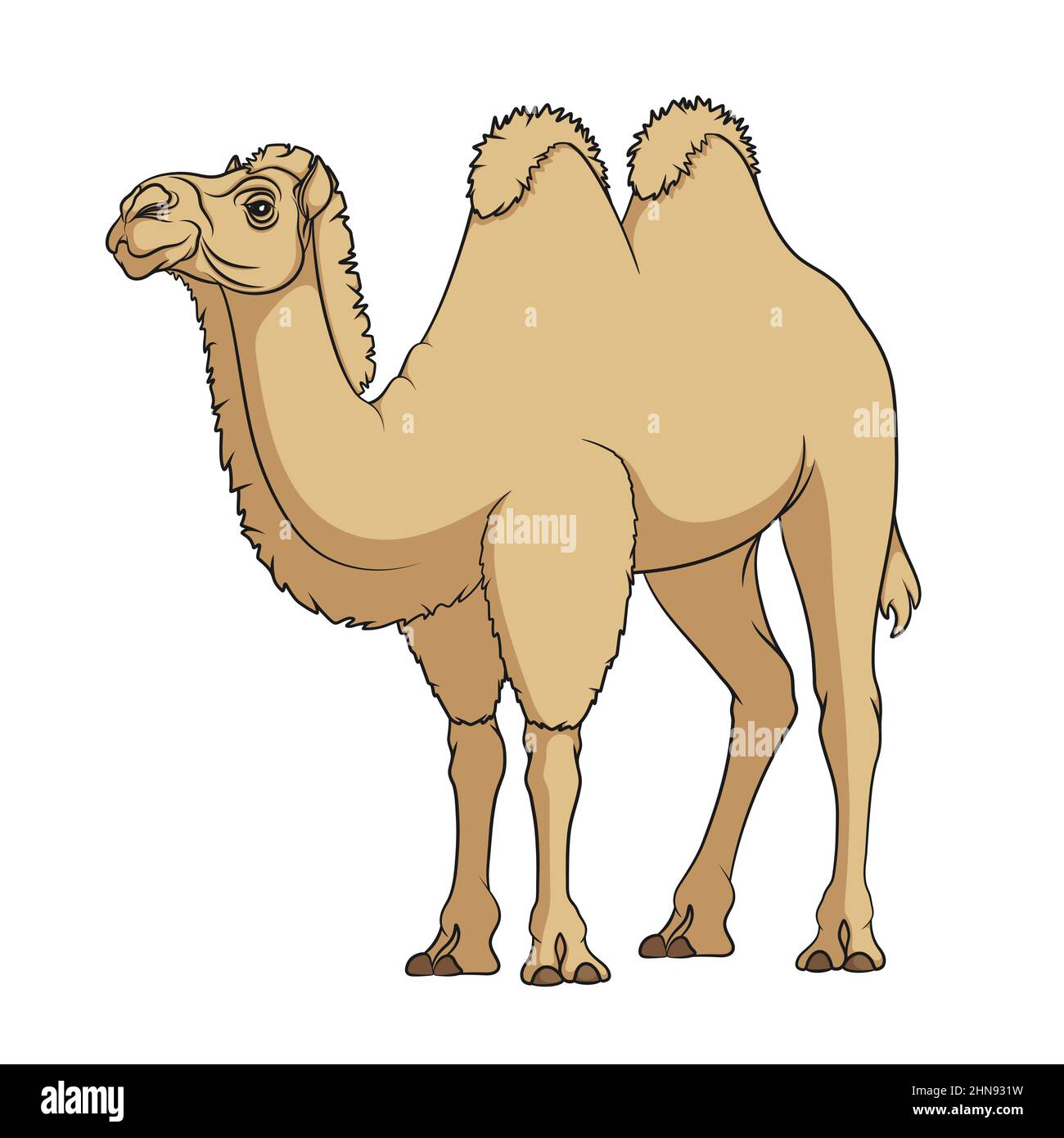 Color illustration with a bactrian camel. Isolated vector object on a ...