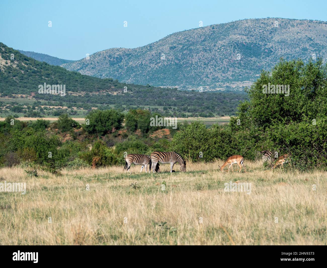 Group of zebras enjoying the sunlight Stock Photo - Alamy