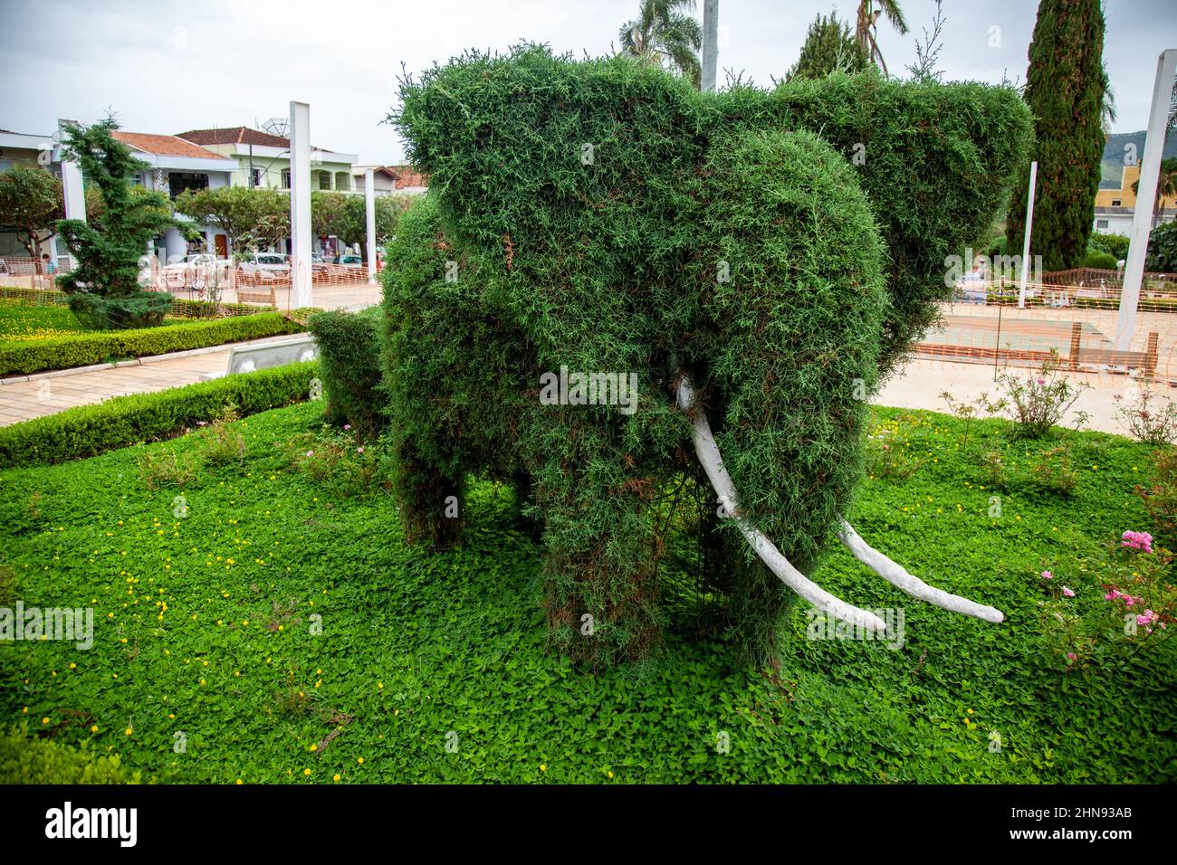Elephant - shaped plant in the garden Stock Photo - Alamy