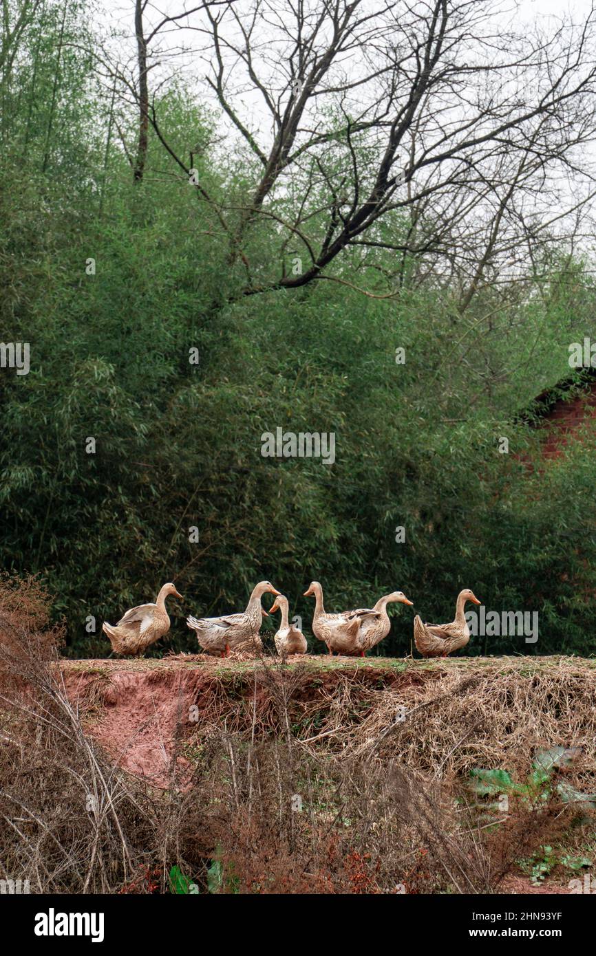 Ducks raised in rural areas Stock Photo - Alamy
