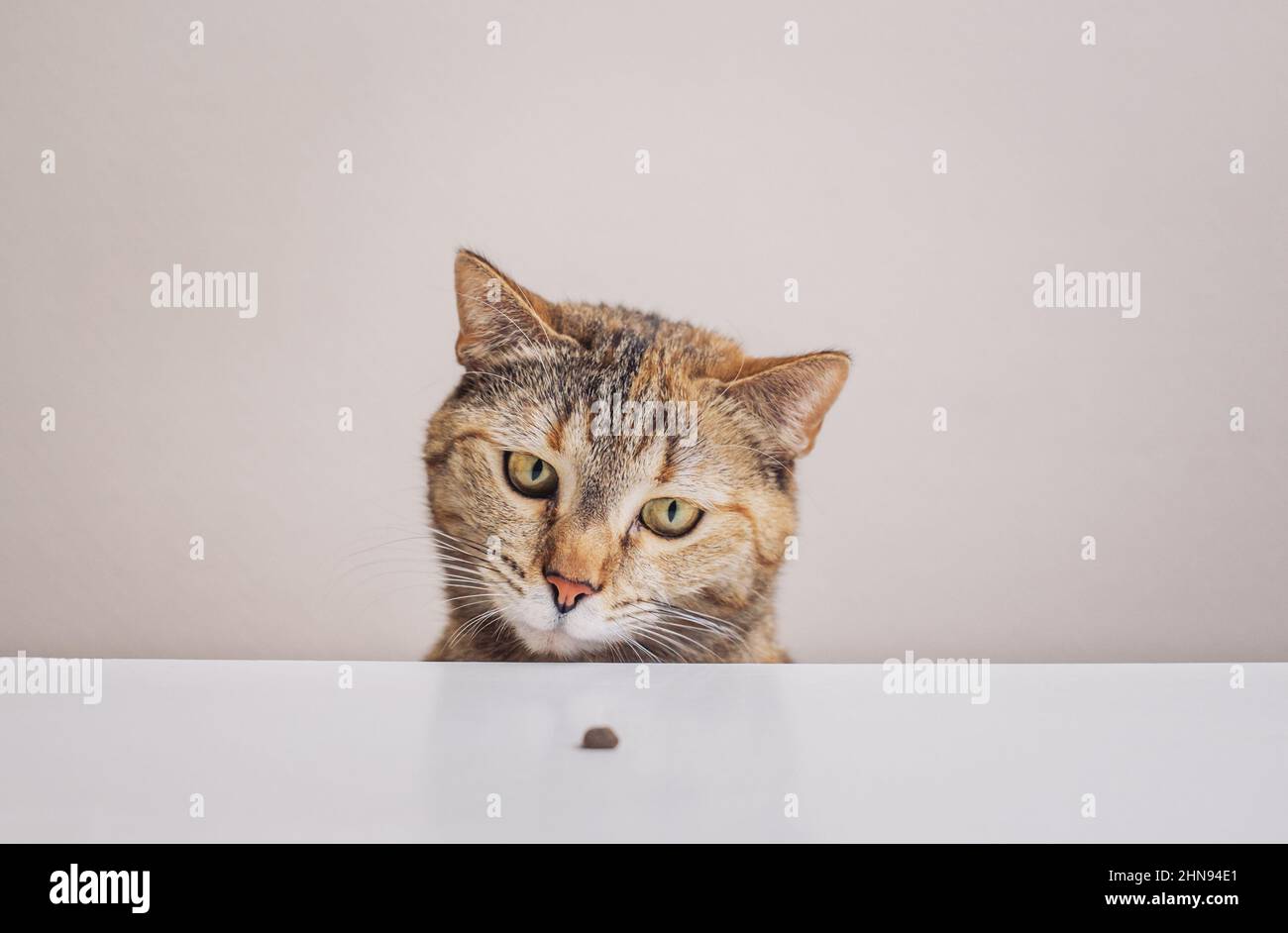 Domestic cat looks at a small crumb of food in front of her nose on the ...