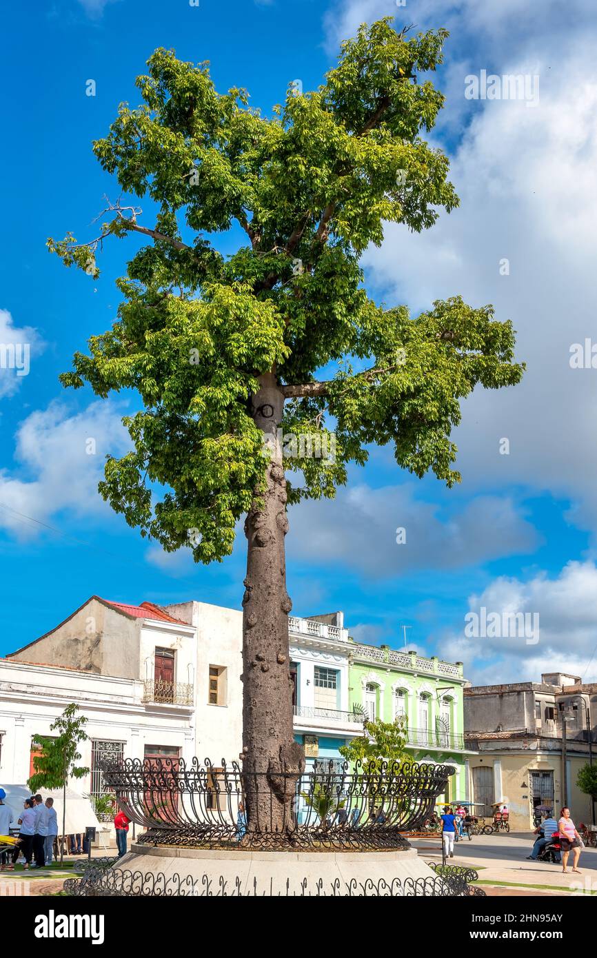 Ceiba tree cuba hi-res stock photography and images - Alamy