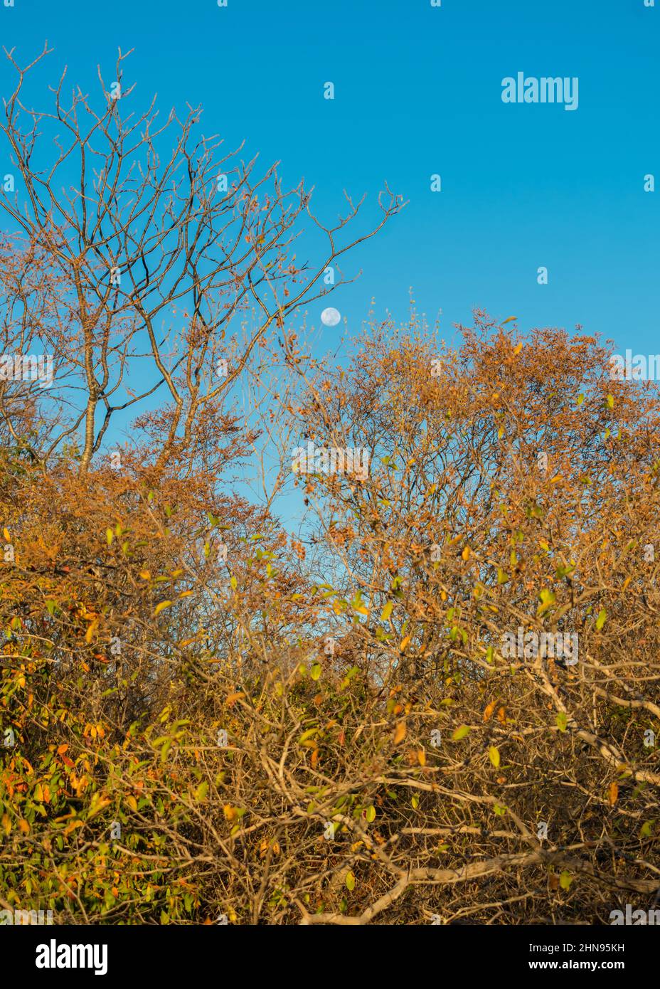 Caatinga forest in the dry season and the full moon (Oeiras, Piaui ...